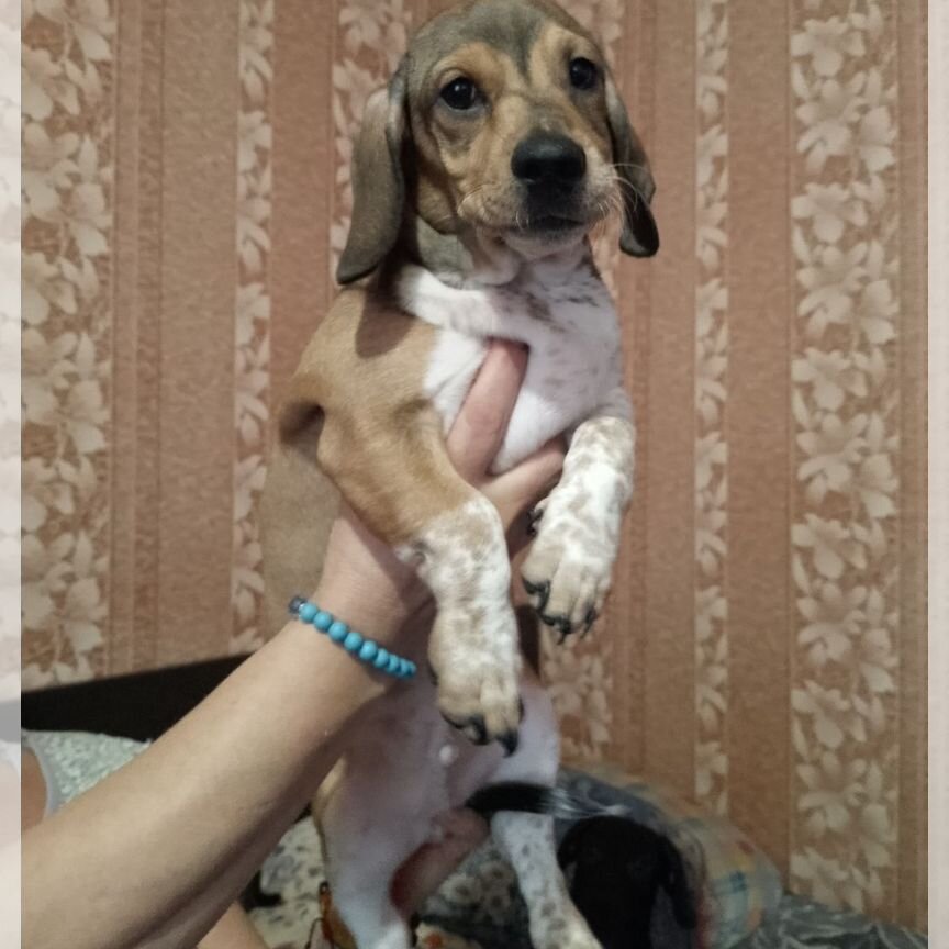 Такса, щенок