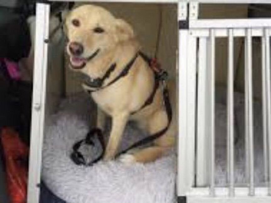 Собака массаж