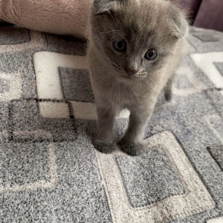 Вислоухая кошечка