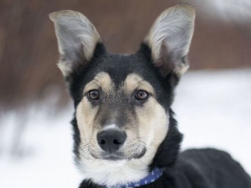 Мальчик щенок Ульф ищет дом и хозяев