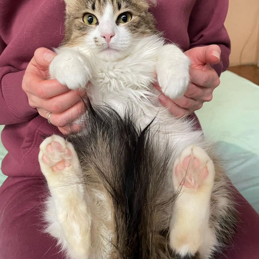 Котëнок в добрые руки