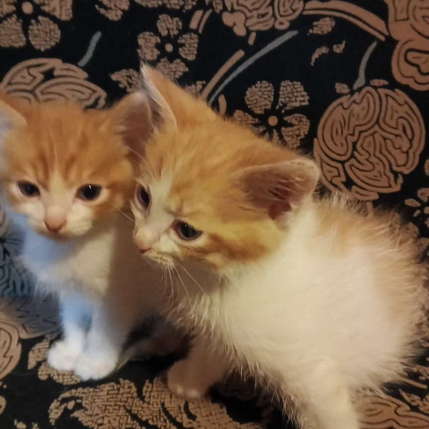 Котята в добрые руки мальчики рыжие