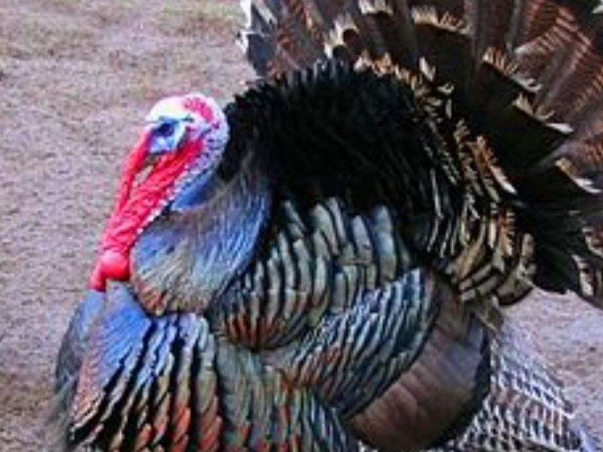 Индюки домашние