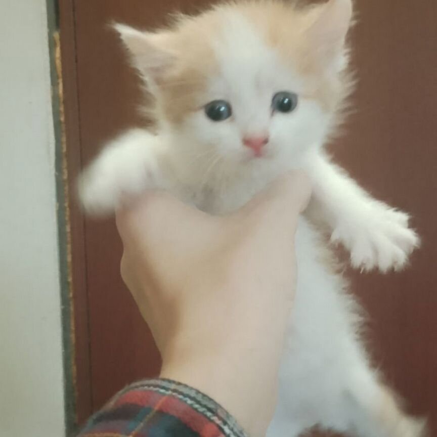 Маленькие котятки