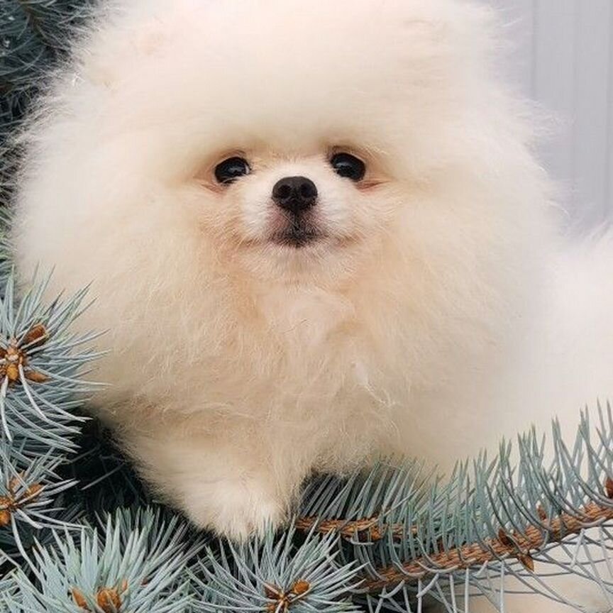 Померанский шпиц