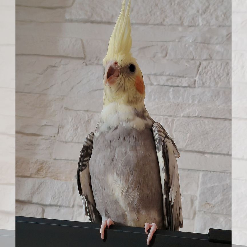 Попугай корелла