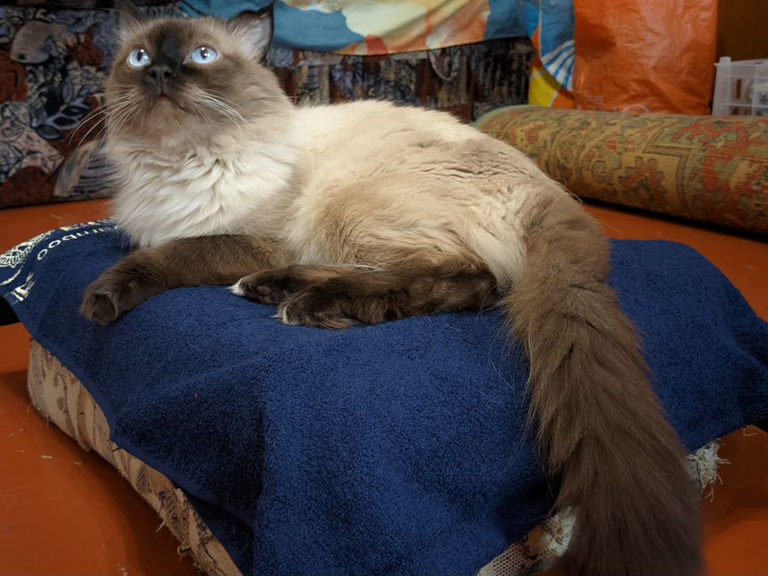 Котëнок тайской породы окрас колор пойнт