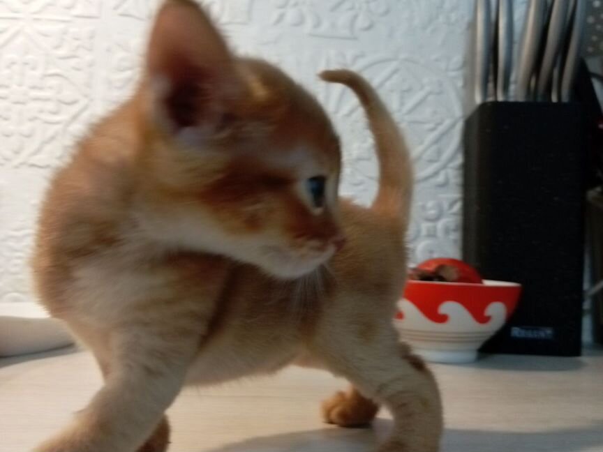 Абиссинский котик