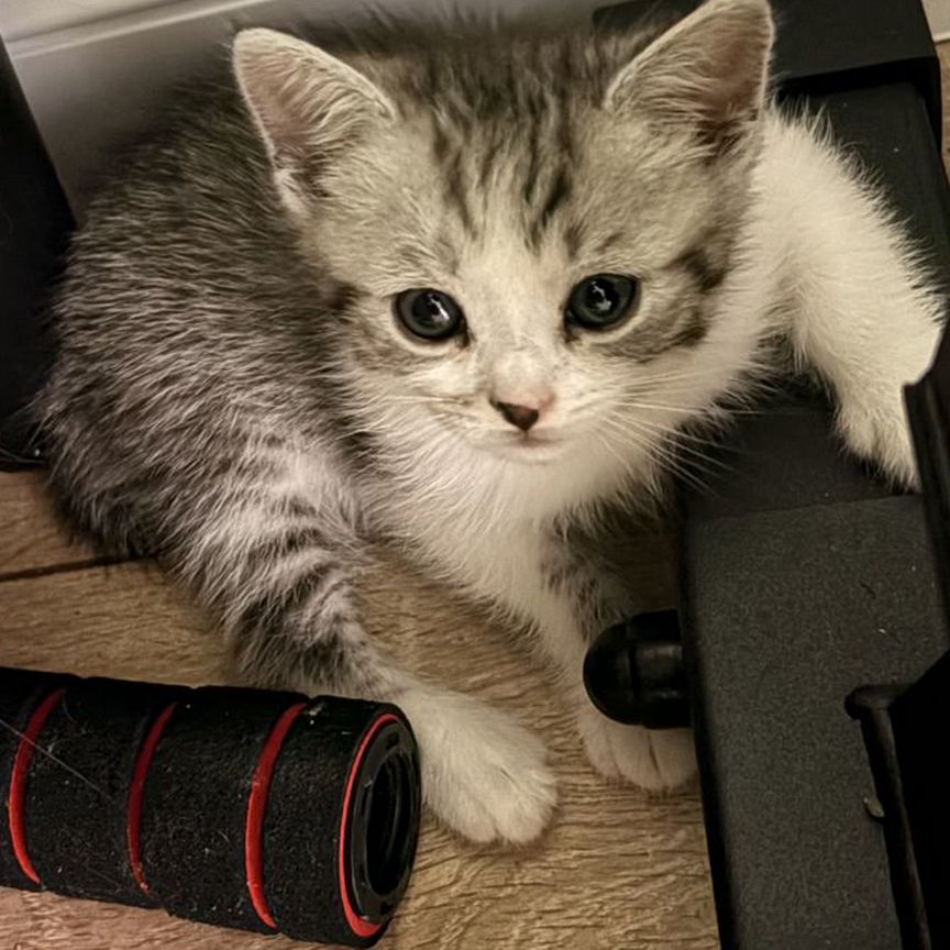 Котёнок в добрые руки