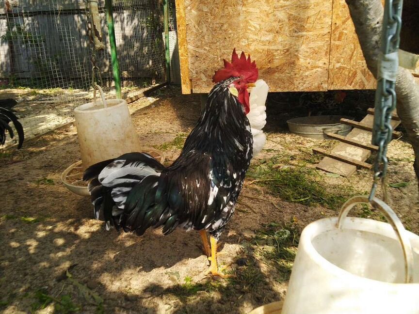 Петух леггорн долматинец