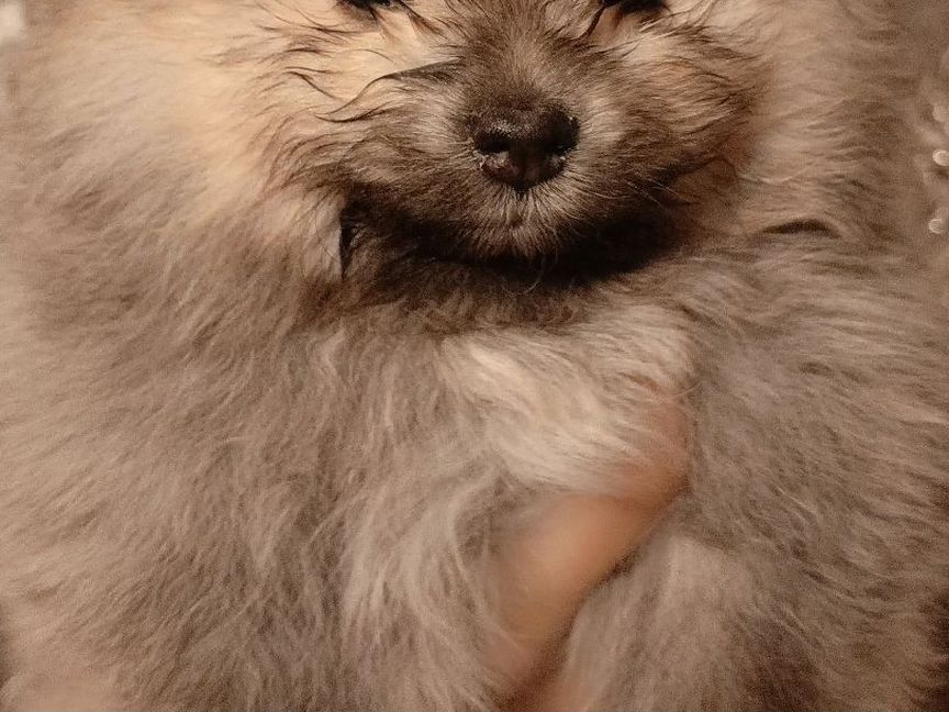 Щенки шпица