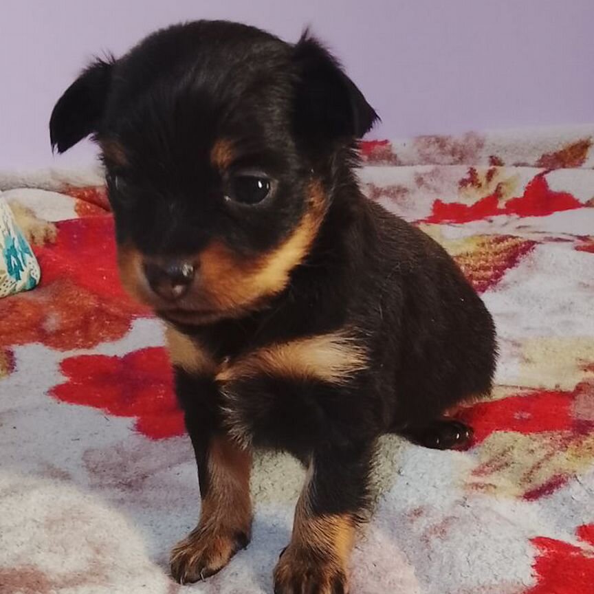 Русский той-терьер, щенок