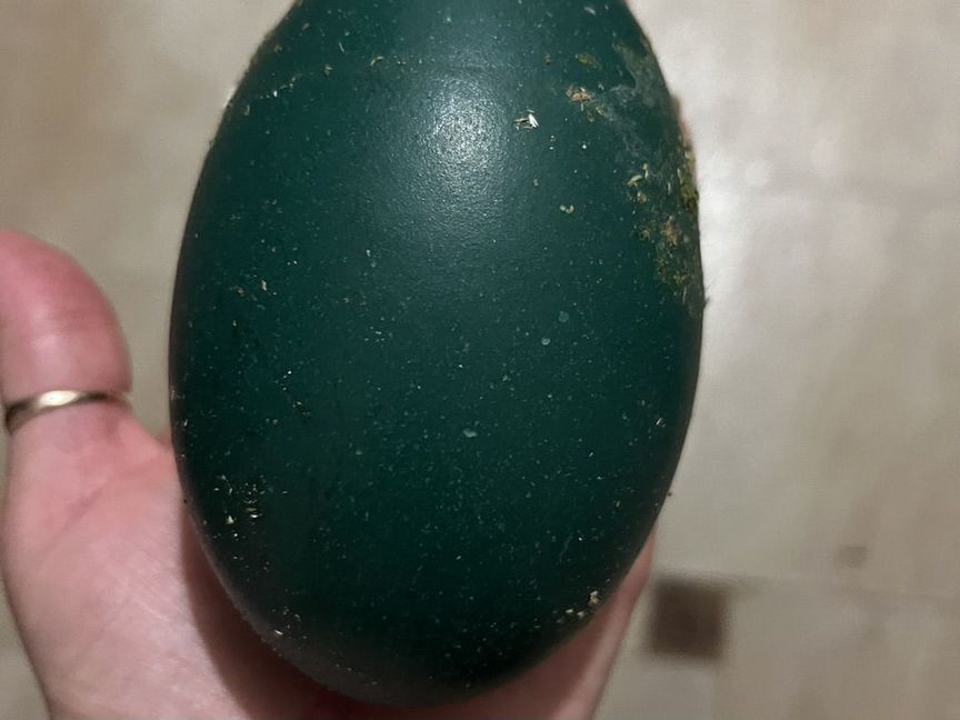 Страусиное яйцо