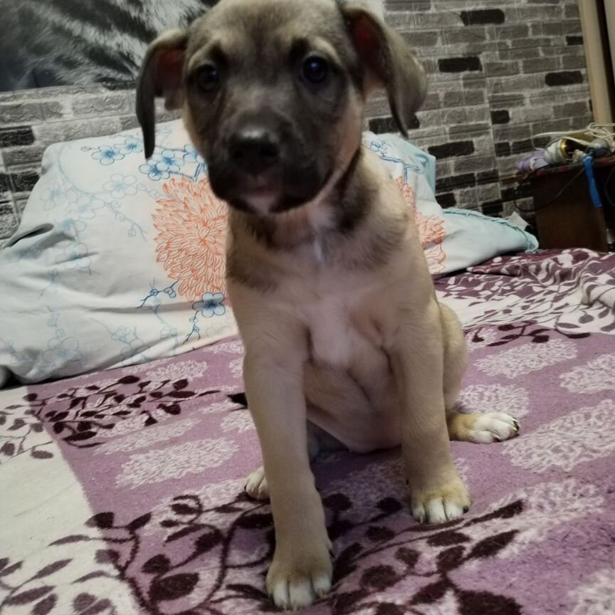 Отдам в добрые руки