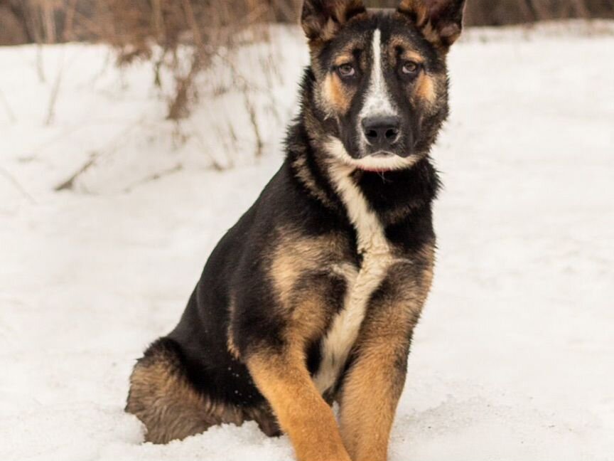 Щенок в добрые руки