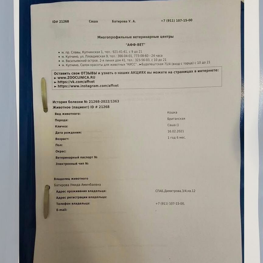Отдам кота в добрые руки бесплатно