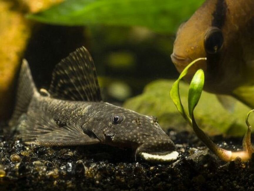 Анциструс, размер 10 см