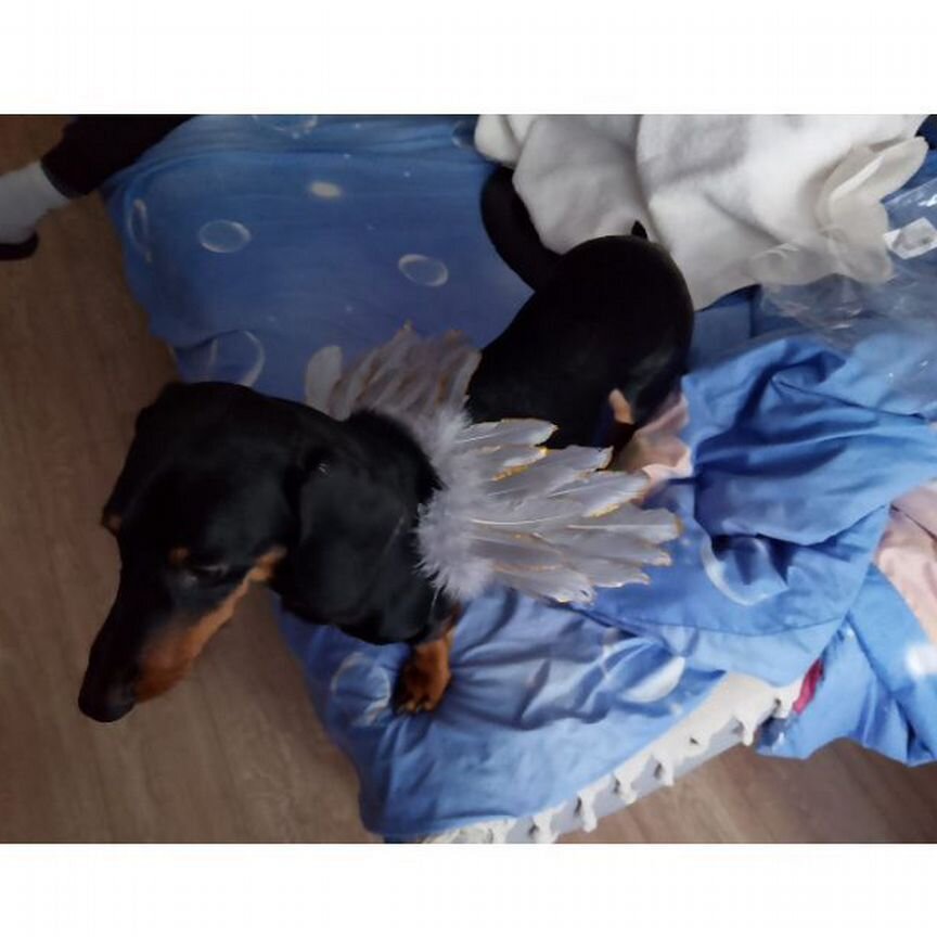 Такса, щенок