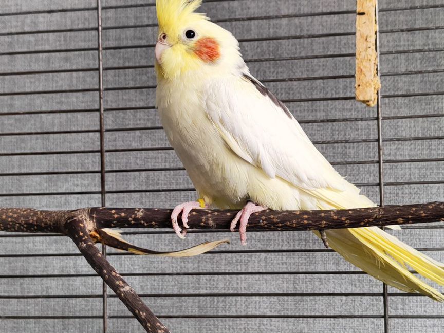 Попугай корелла мальчик