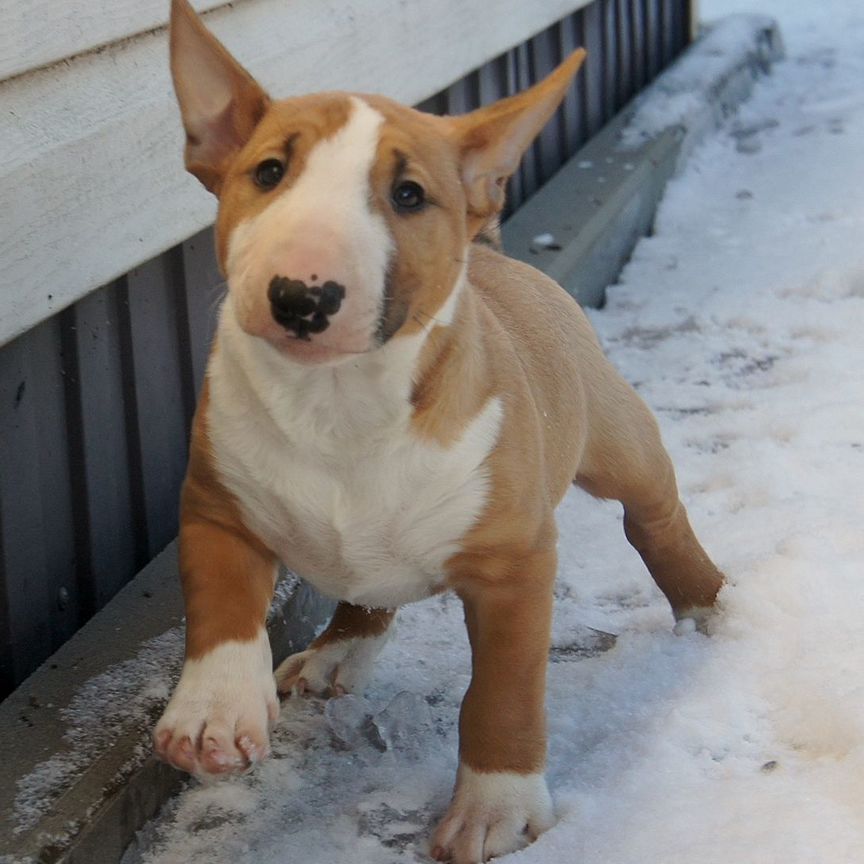 Мини-бультерьер, щенок