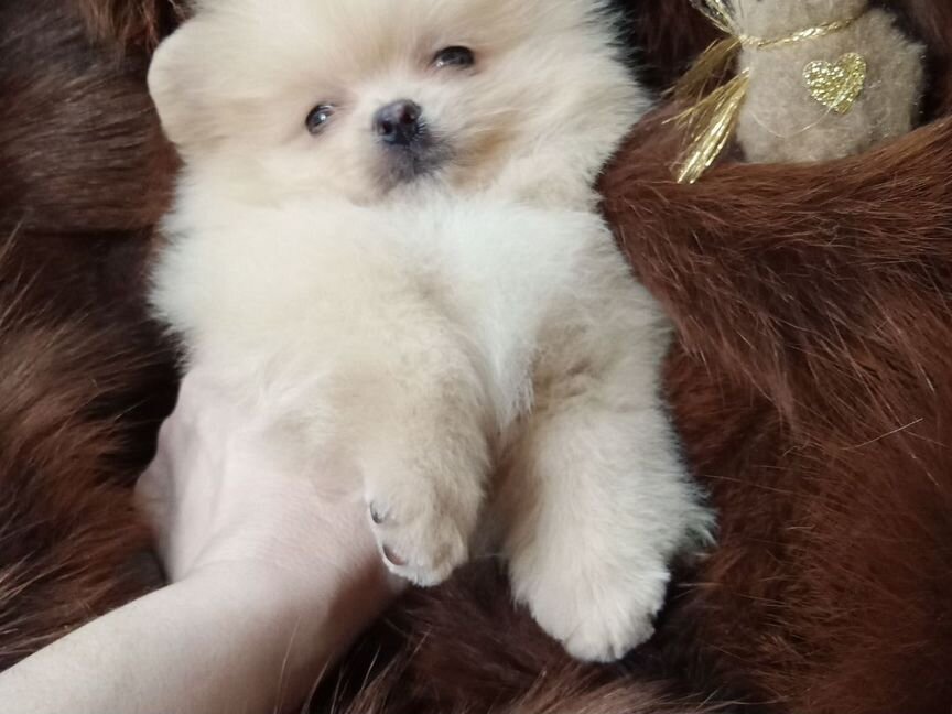 Померанский шпиц