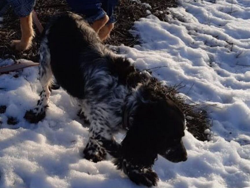 Найдена собака спаниель