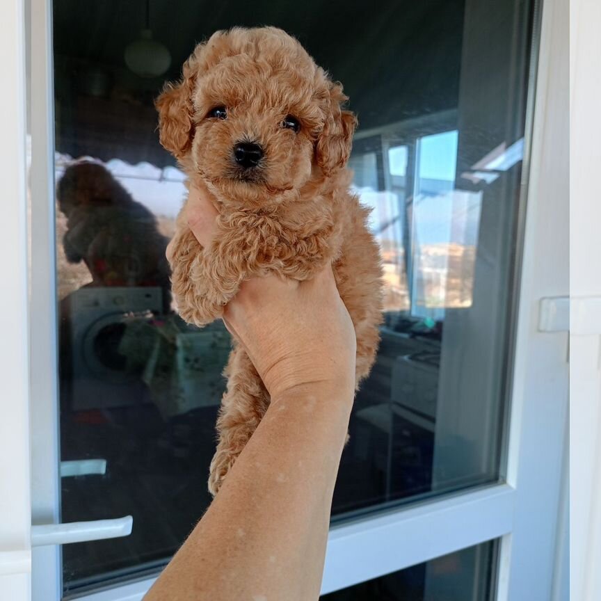 Той-пудель, щенок