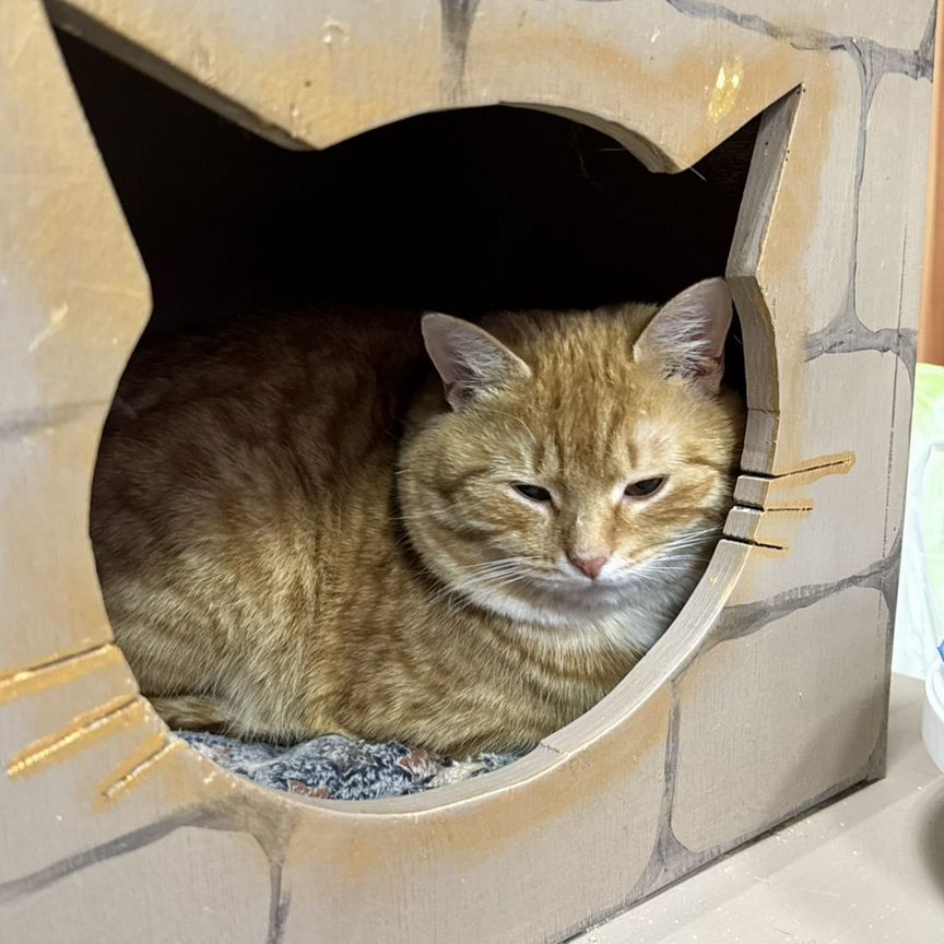 Котенок 8 мес