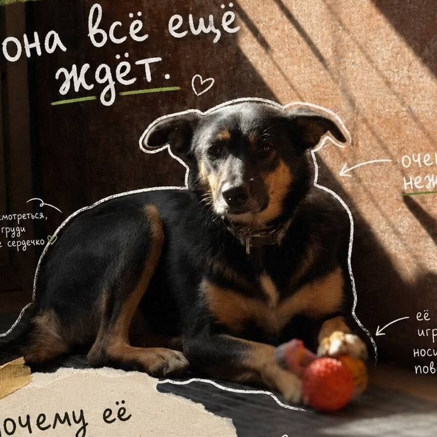 Взрослая собака в добрые руки
