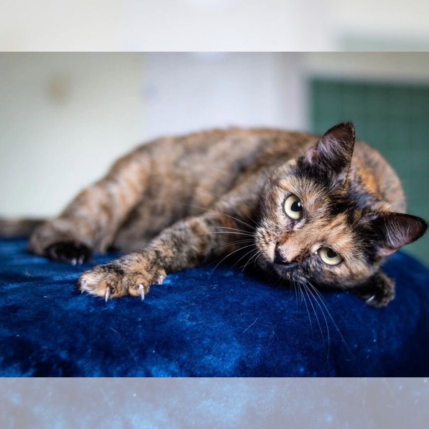 Кошечка ищет дом