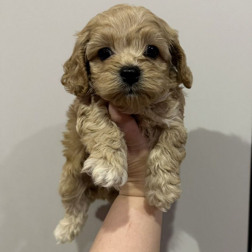 Мальтипу, щенок