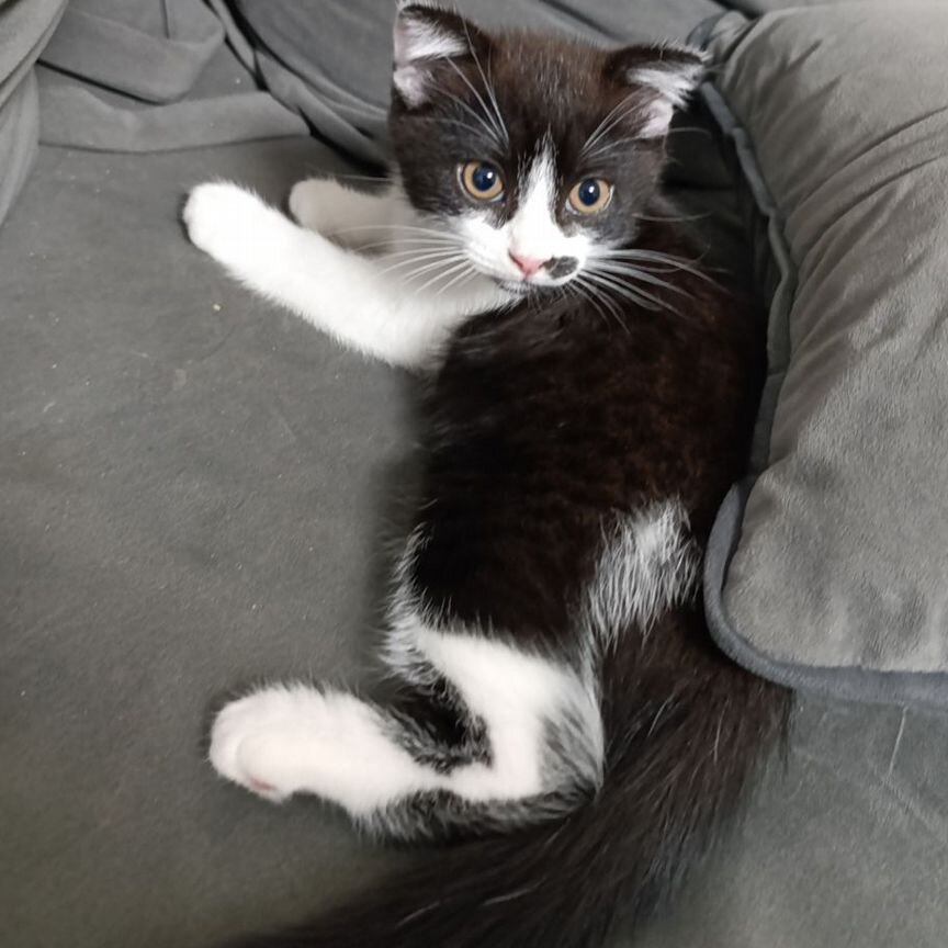 Котёнок в добрые руки