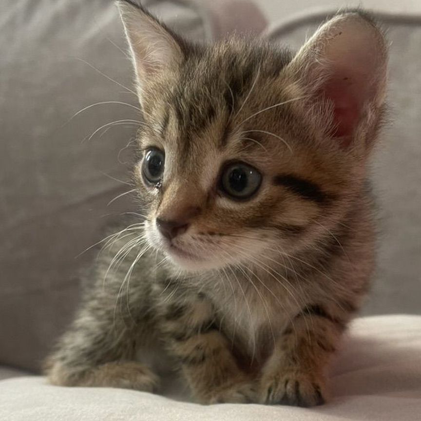 Котёнок в добрые руки