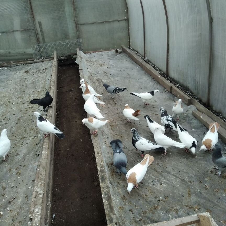 Голуби Бойные