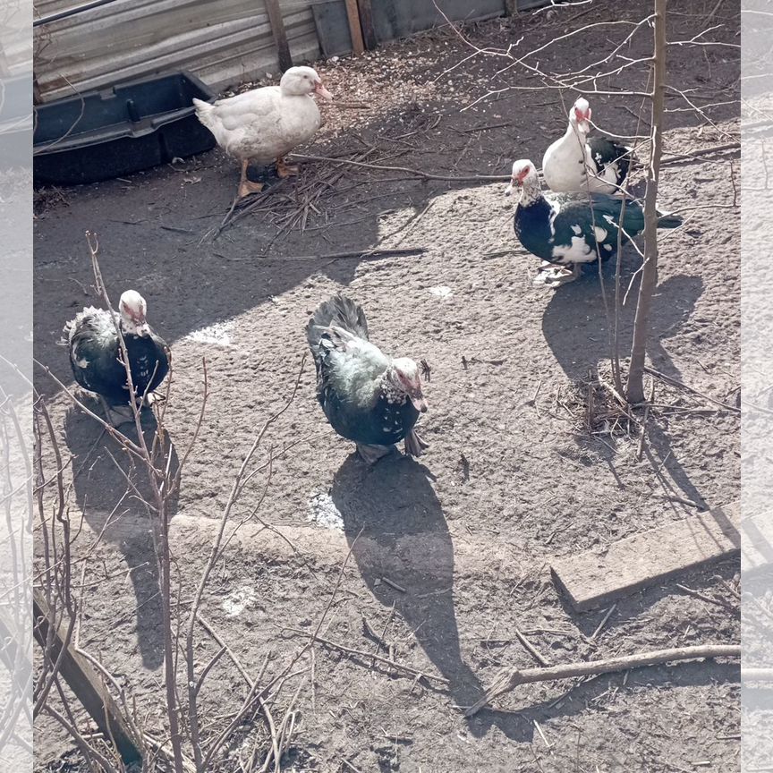 Мускусные утки индоутки