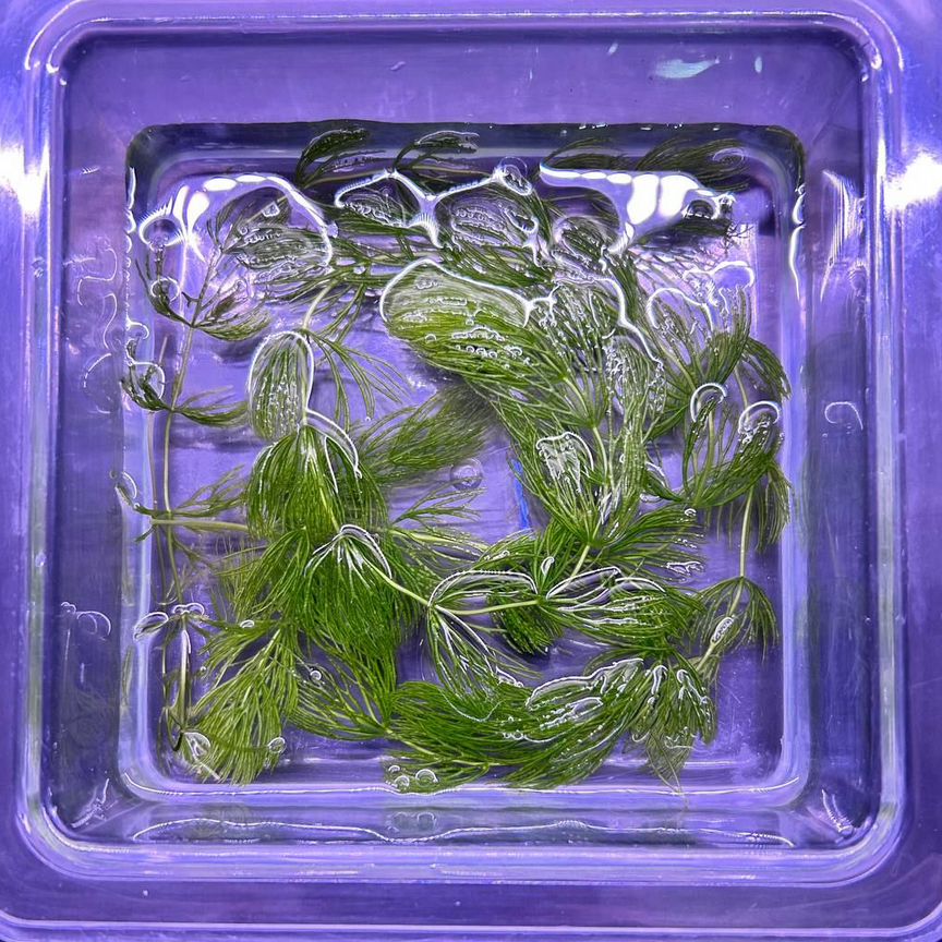 Аквариумные растения, креветки, улитки