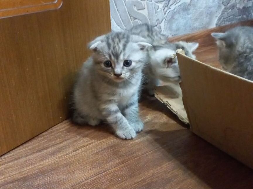 Котята в добрые руки бесплатно