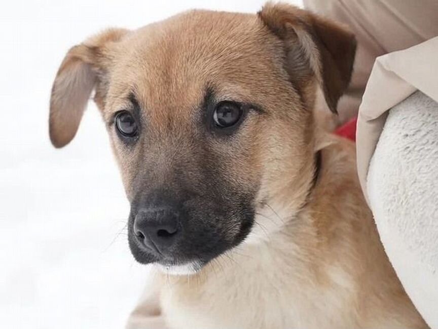 Нора ищет хороших хозяев