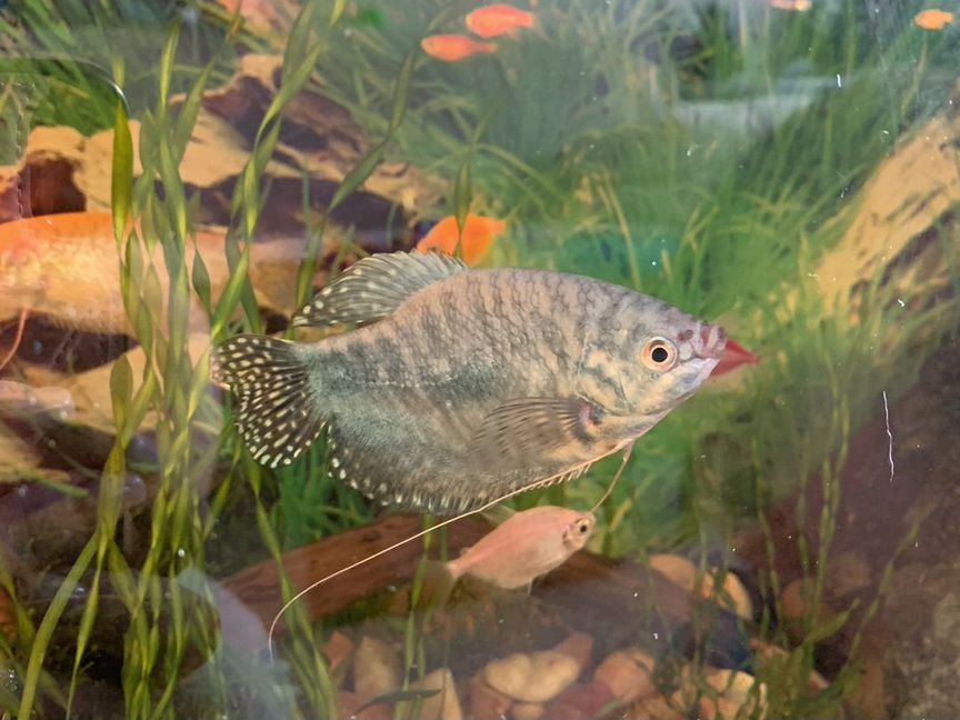 Рыбки гурами в дар