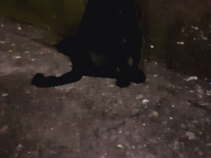 Ласковая чернуся 2г, развеселит и обмурчит