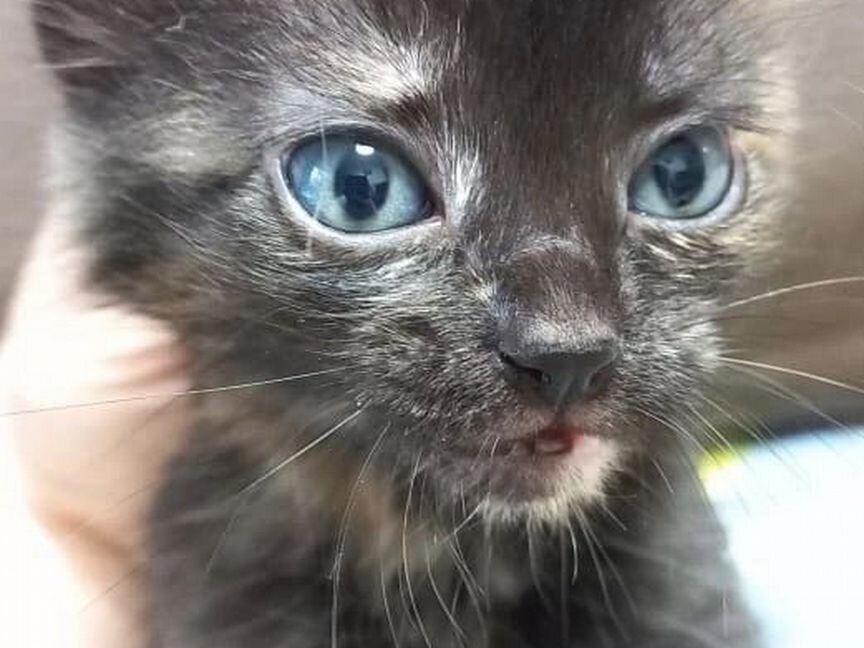 Кошечка в добрые руки