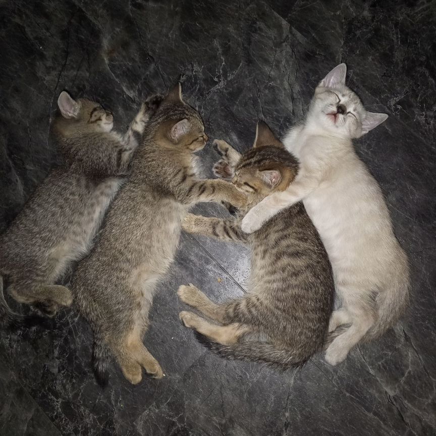 Комочки счастья