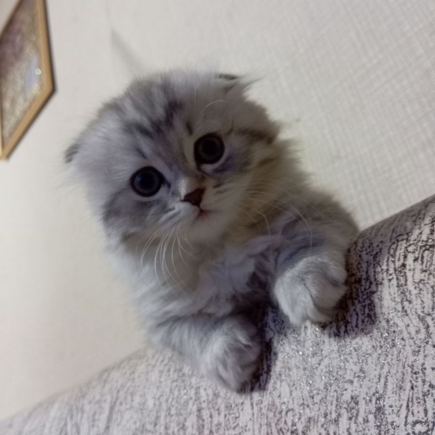 Шотландский вислоухий котик