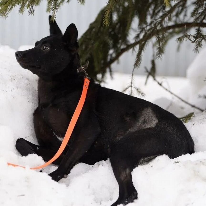 Взрослая собака в добрые руки