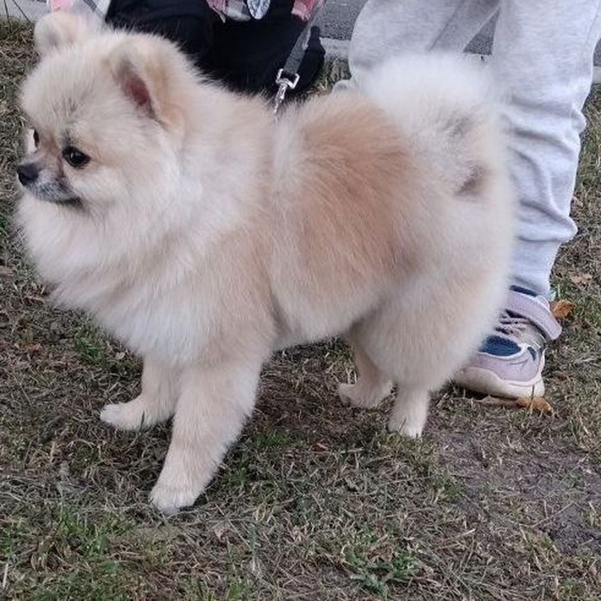 Шпиц карликовый