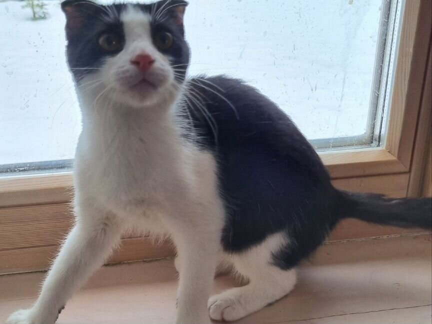 Котенок вислоухий Маркиз 3 мес