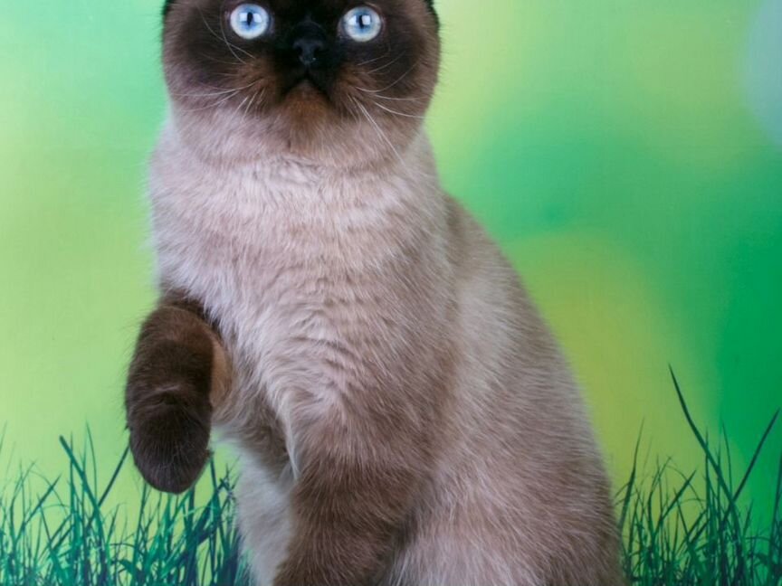 Котята продажа