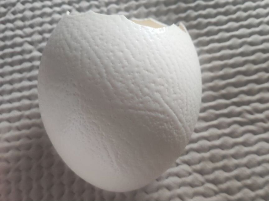 Страусиное яйцо пустое