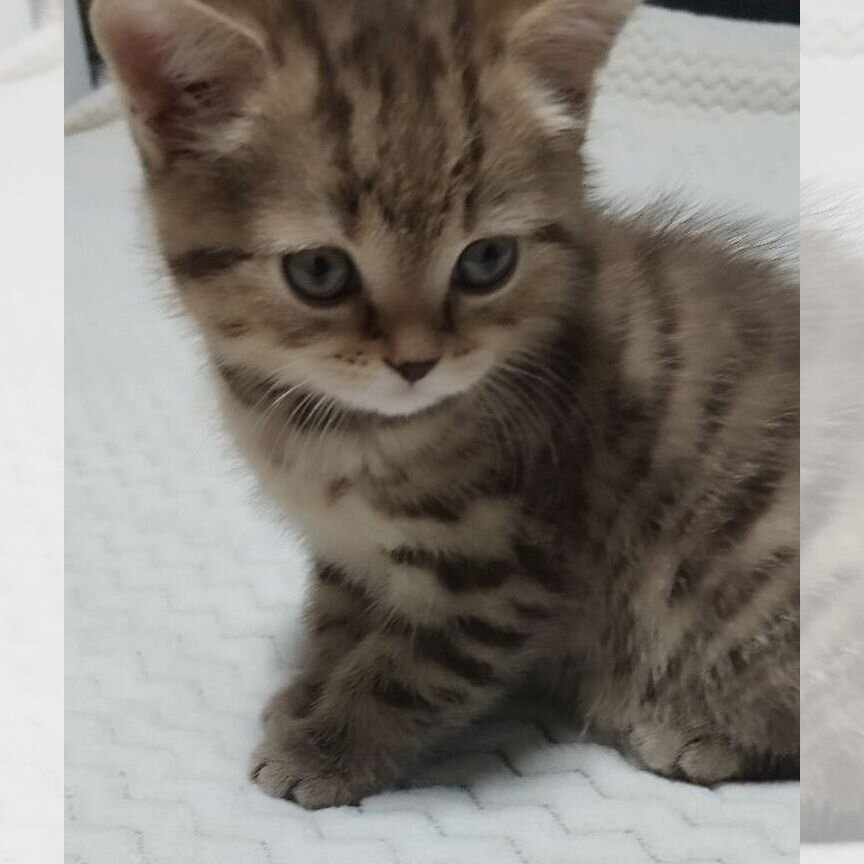 Шотландский вислоухий короткошёрстный котёнок