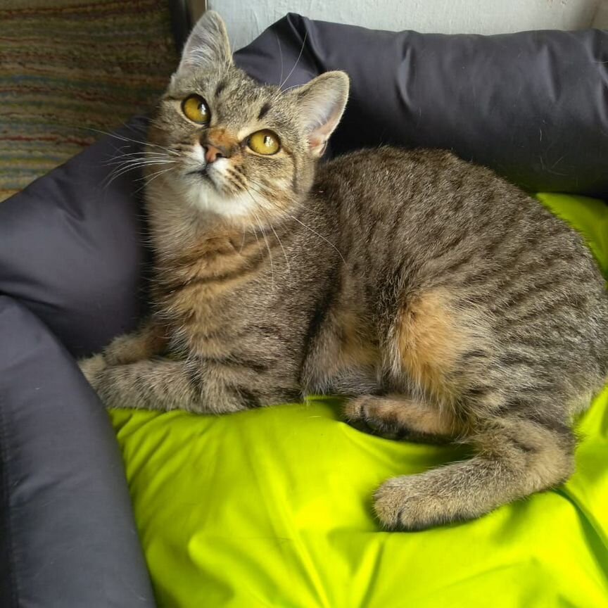 Котенок в добрые руки